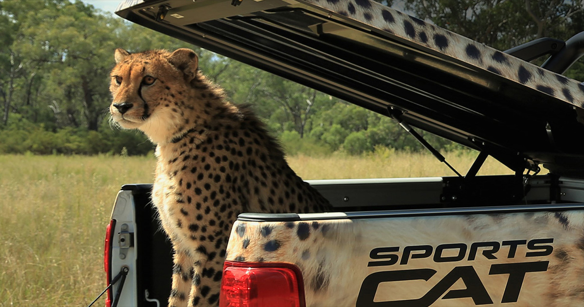 HSV / Wild Cat Conservation Centre